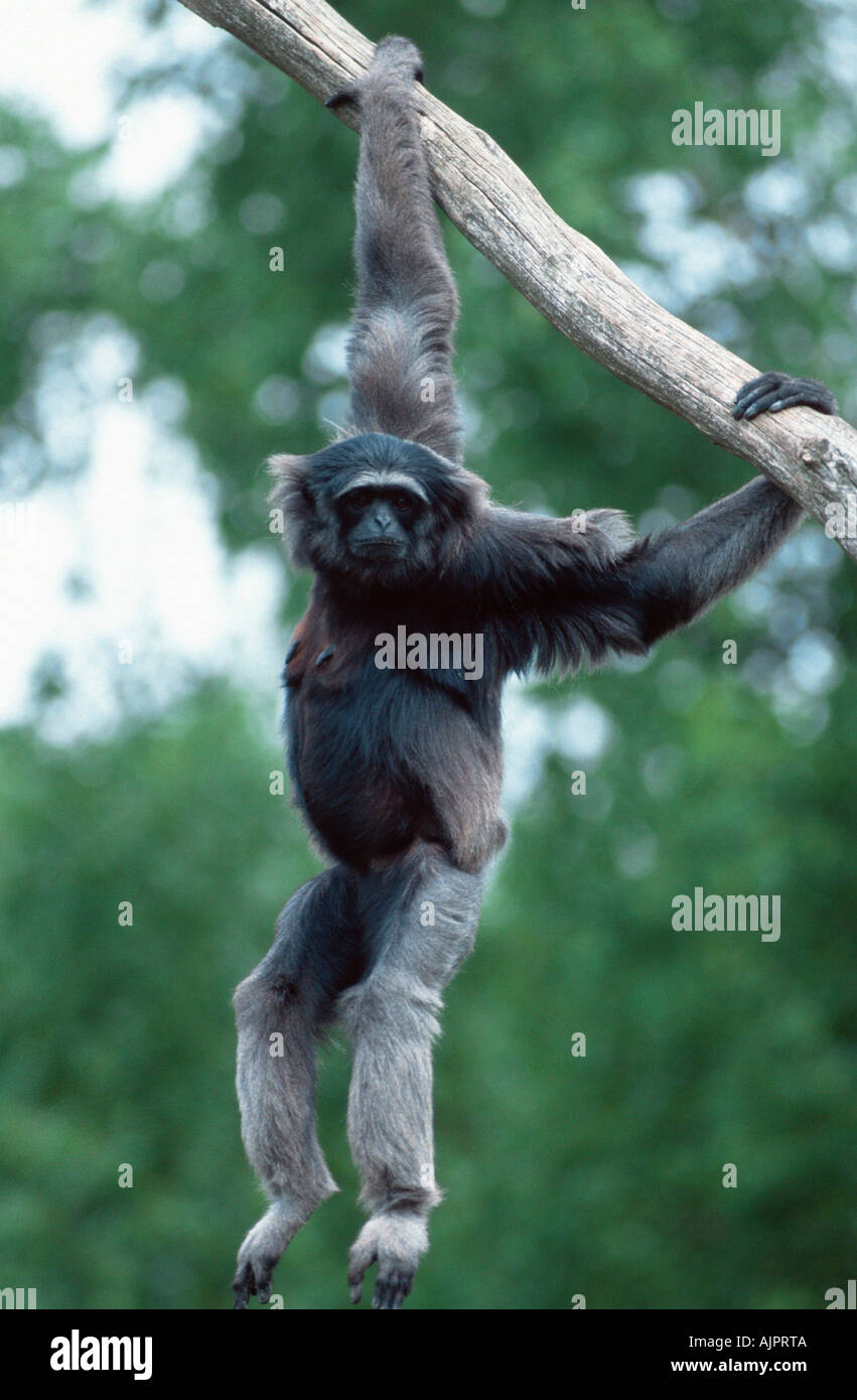 Muellers gibbon hi-res stock photography and images - Alamy