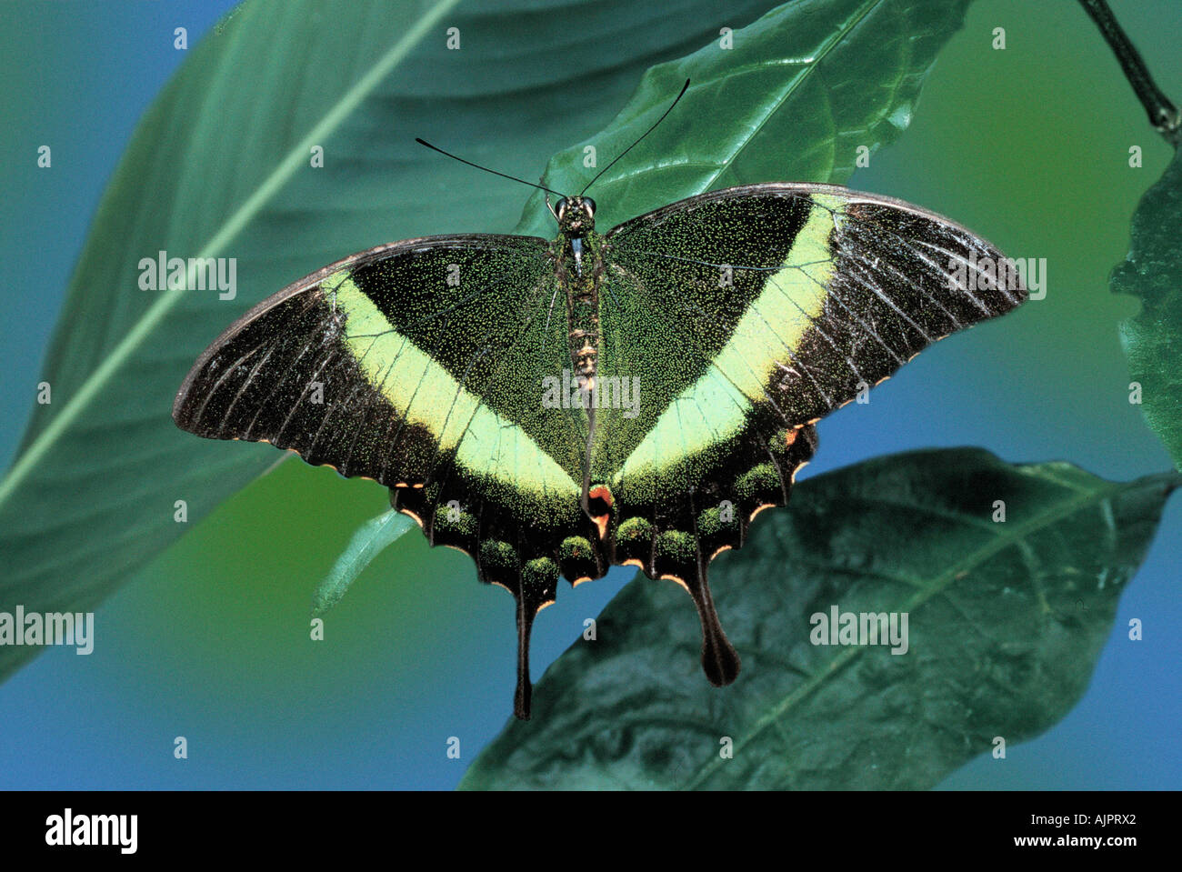 Green banded Swallowtail Butterfly Papilio palinurus Emerald ...