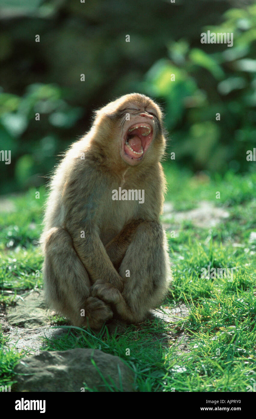 Barbary Monkey Macaca silvanus Stock Photo - Alamy