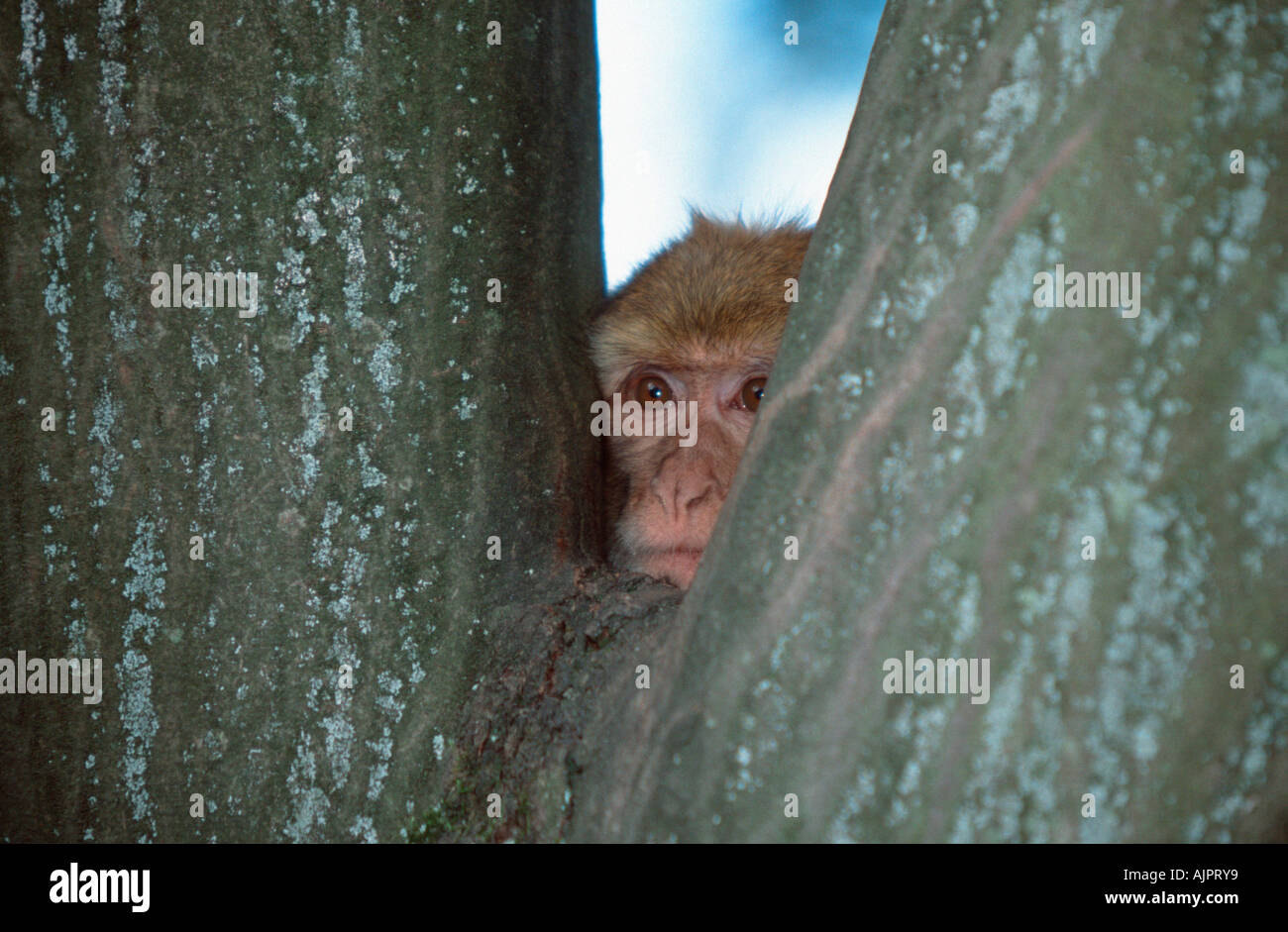 Barbary Monkey Macaca silvanus Stock Photo - Alamy