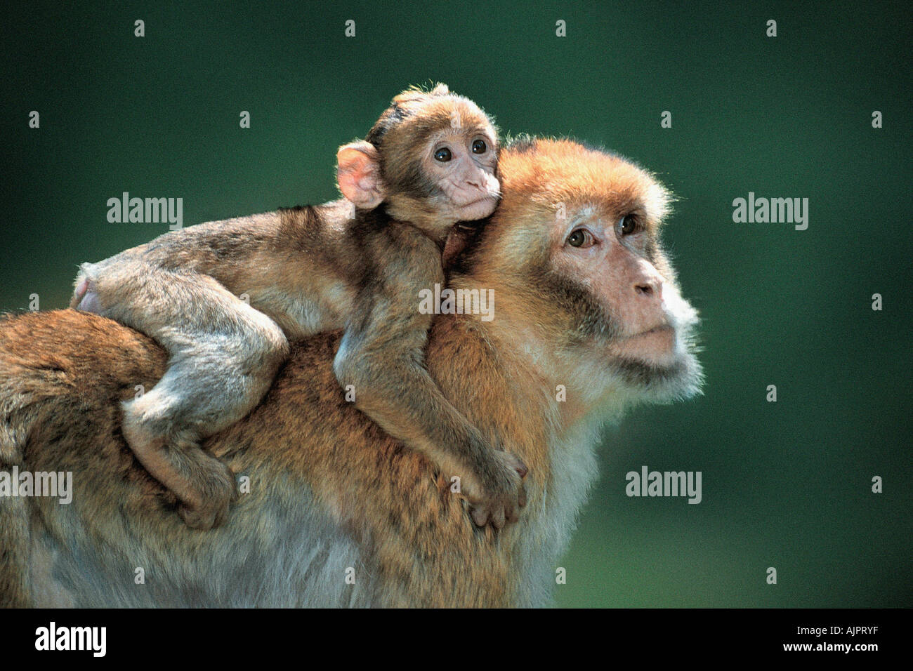 Barbary Monkey female carrying young Macaca silvanus side Stock Photo ...