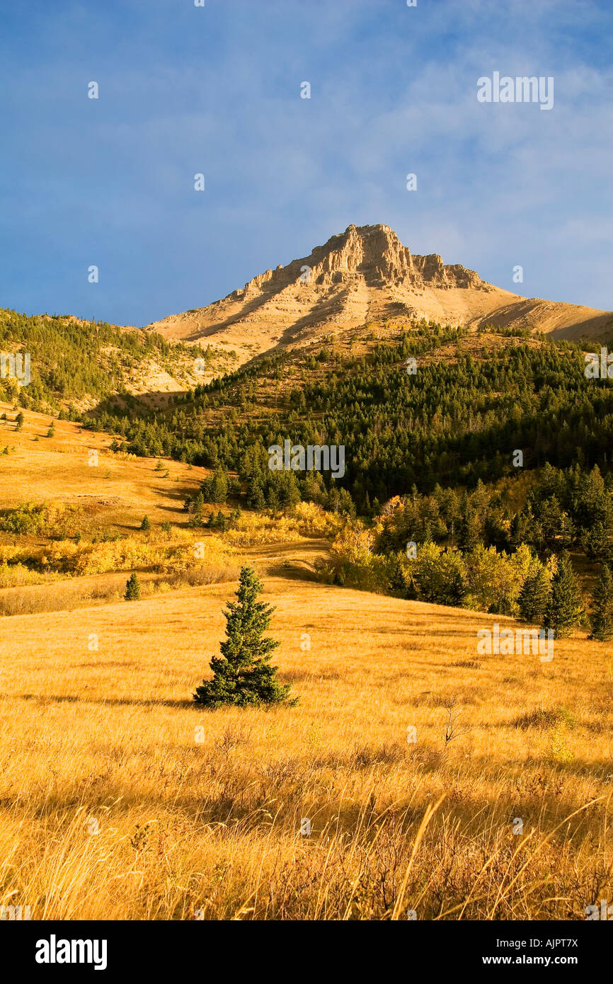 Lone tree and mountain, Alberta, Canada Stock Photo - Alamy