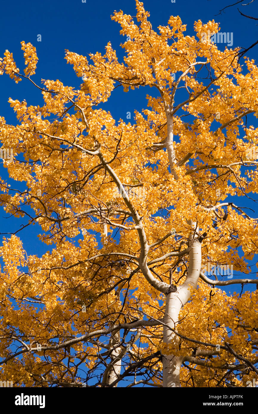Fall foliage and deep blue sky, Alberta, Canada Stock Photo - Alamy