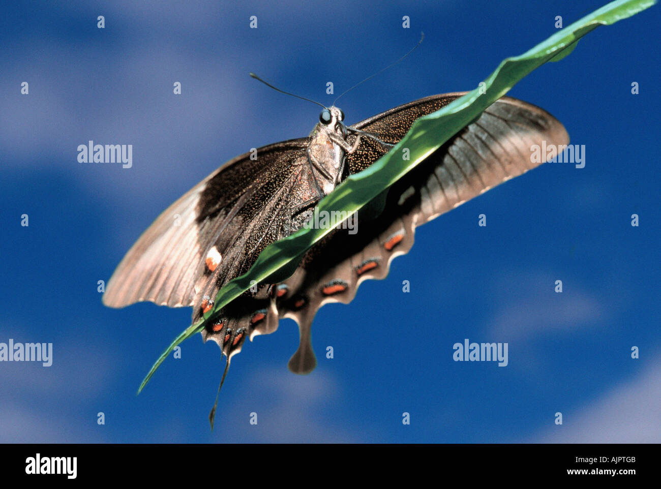 Green banded Swallowtail Butterfly Papilio palinurus Emerald ...