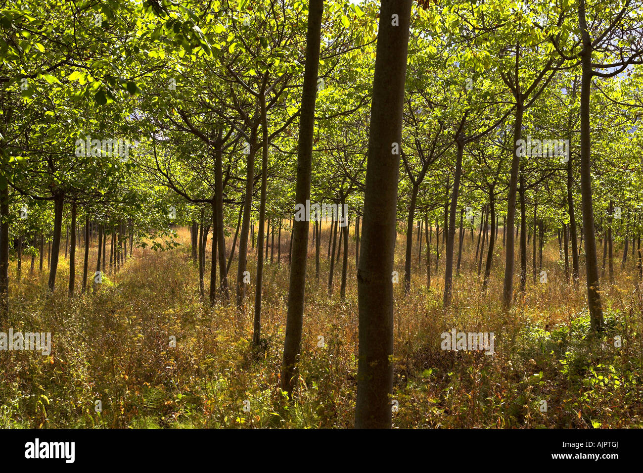 Grove walnut trees hi-res stock photography and images - Alamy