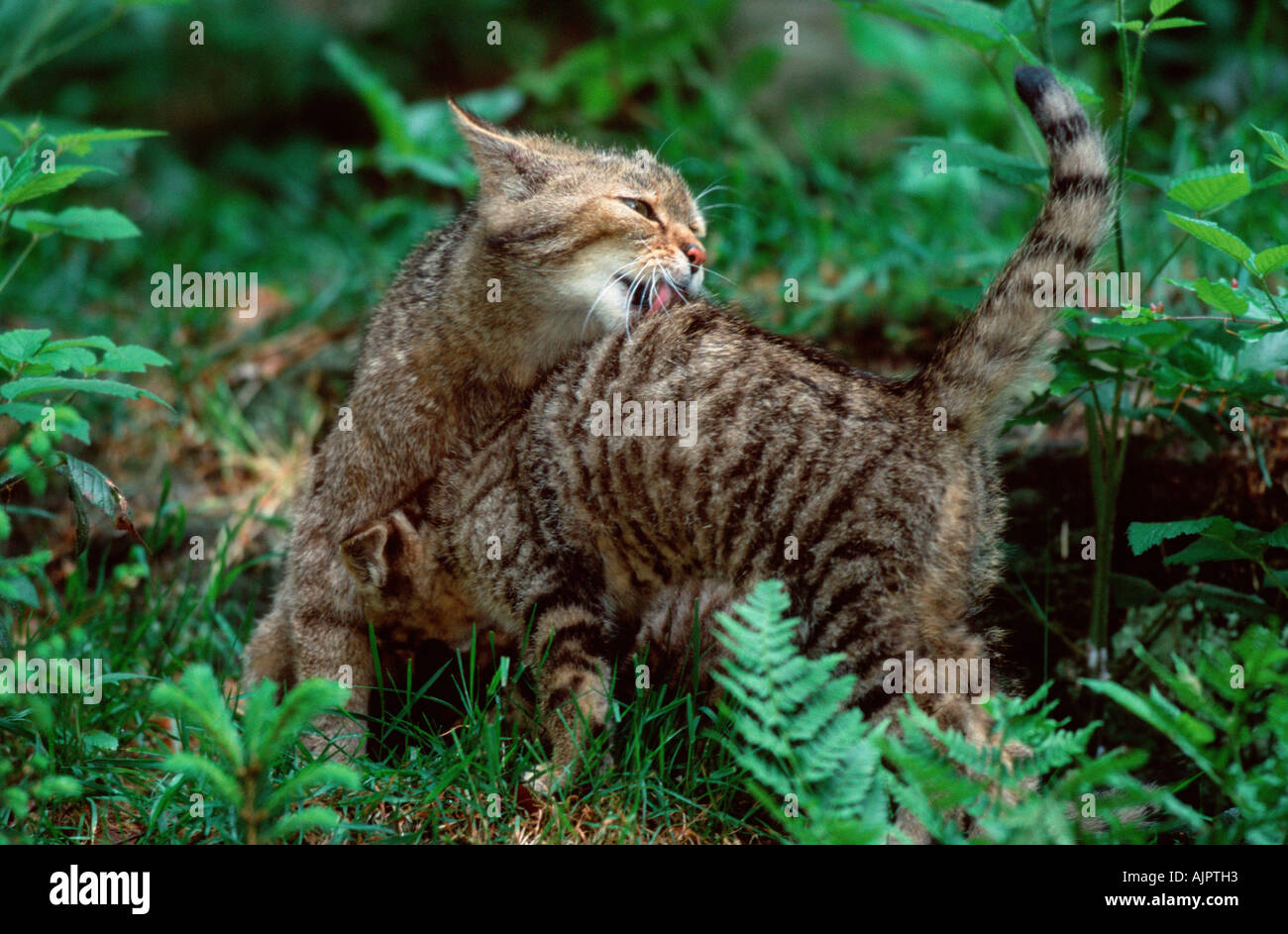 European Wildcat with young Felis silvestris Common Wildcat Stock Photo ...