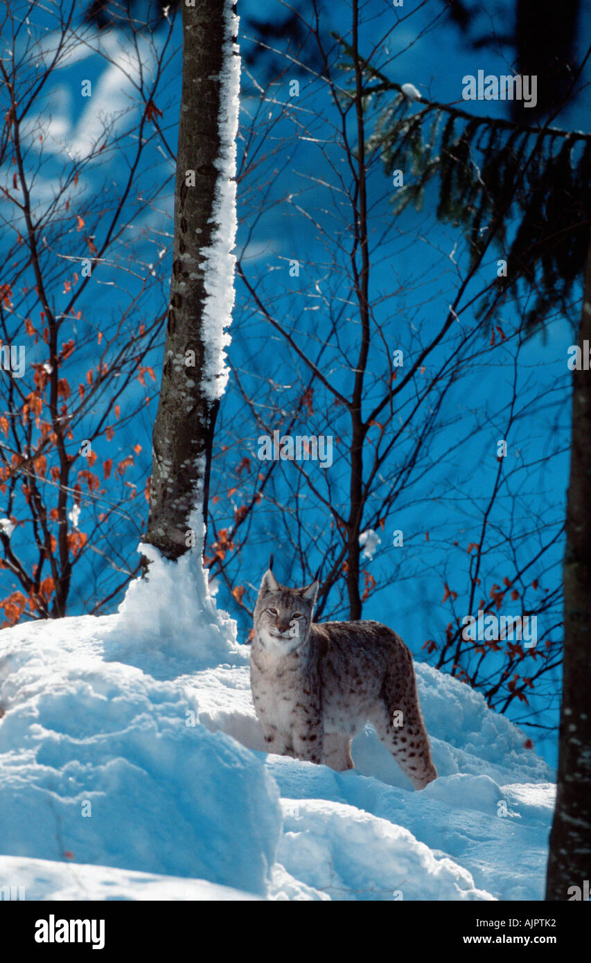 European Lynx Lynx lynx Stock Photo - Alamy