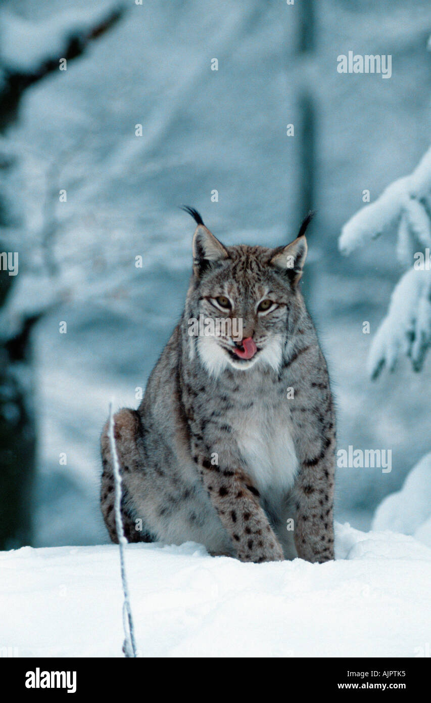 European Lynx Lynx lynx Stock Photo - Alamy