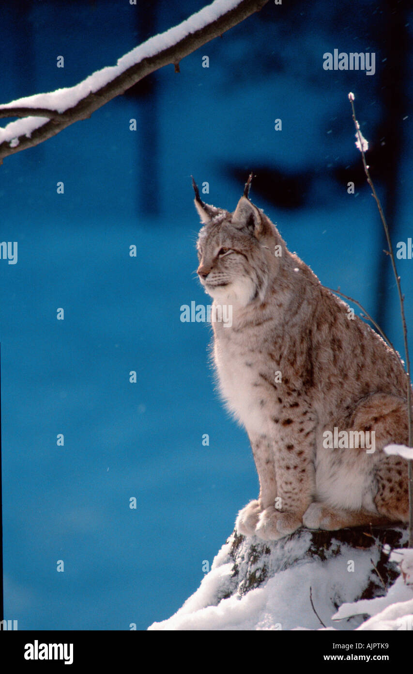 European Lynx Lynx lynx Stock Photo - Alamy