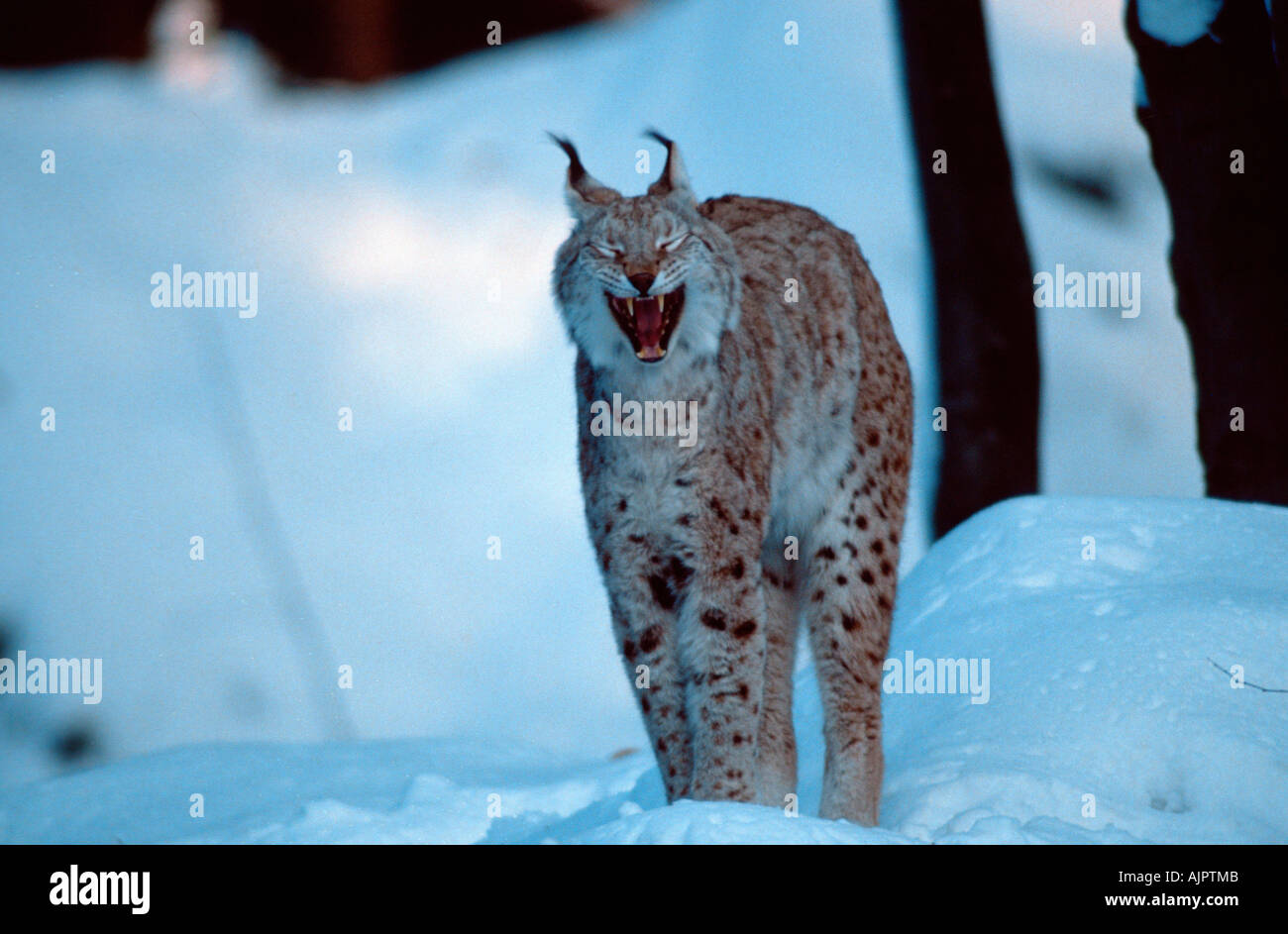 European Lynx Lynx lynx Stock Photo - Alamy
