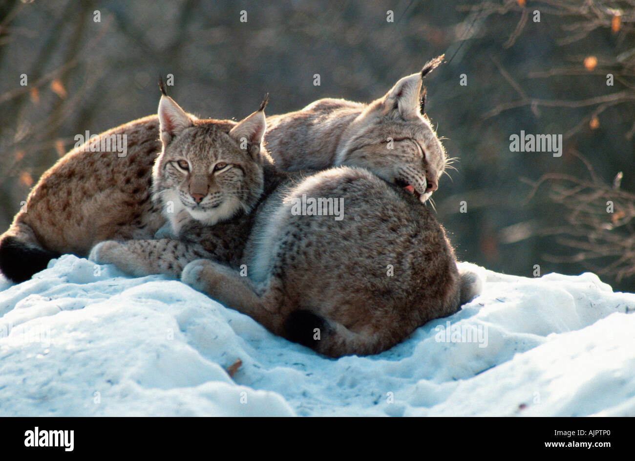 European Lynx Lynx lynx Stock Photo - Alamy