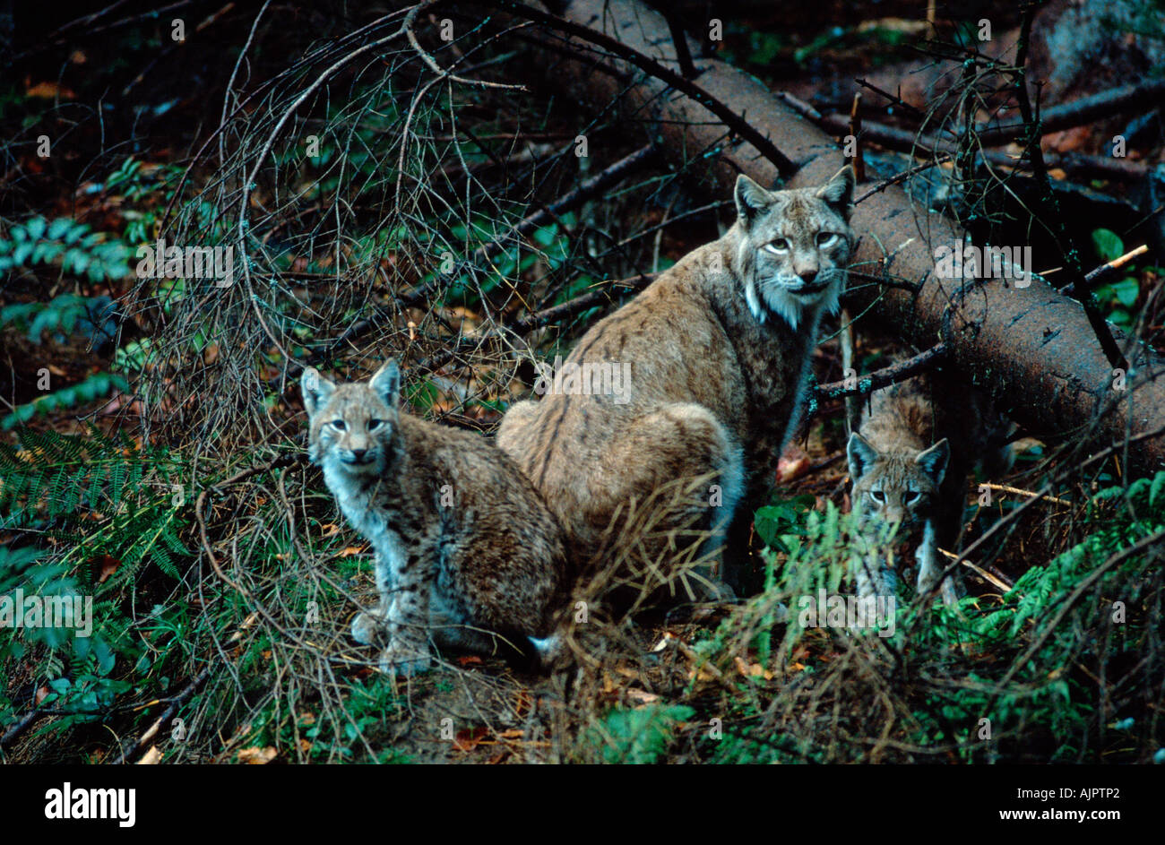 Lynx lynx group family hi-res stock photography and images - Alamy