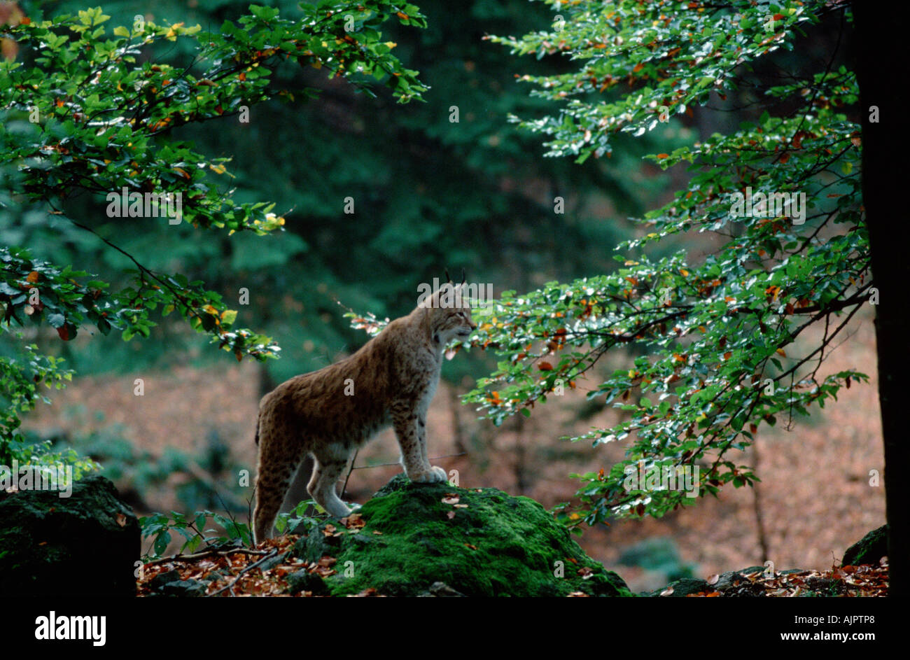 European Lynx Lynx lynx Stock Photo - Alamy