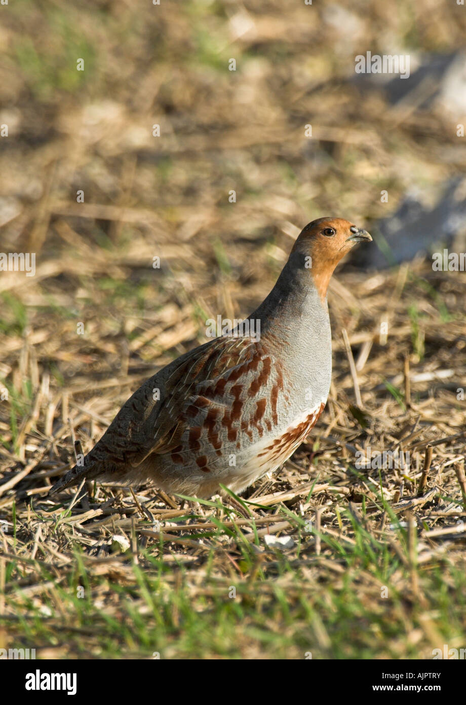English Partridge. Perdix perdix Stock Photo - Alamy