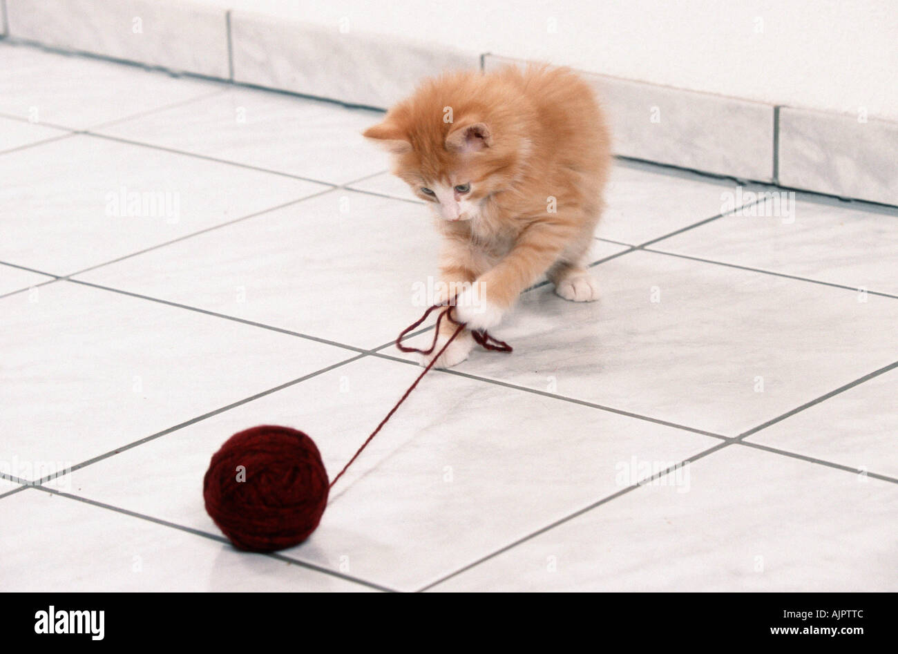 Ball of wool kitten hi-res stock photography and images - Alamy