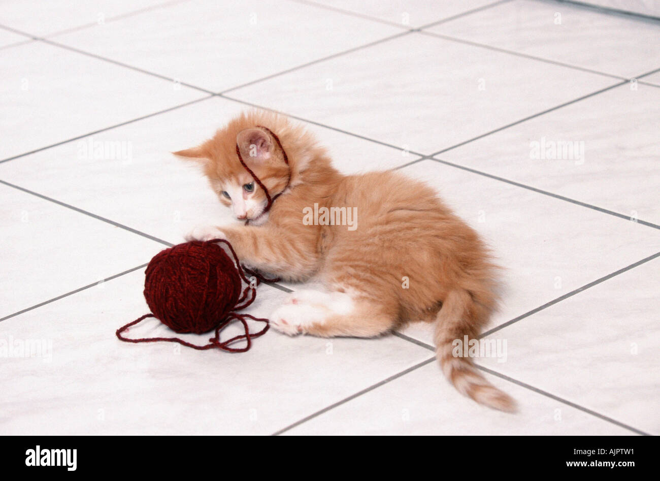 Kitten playing wool ball hi-res stock photography and images - Alamy