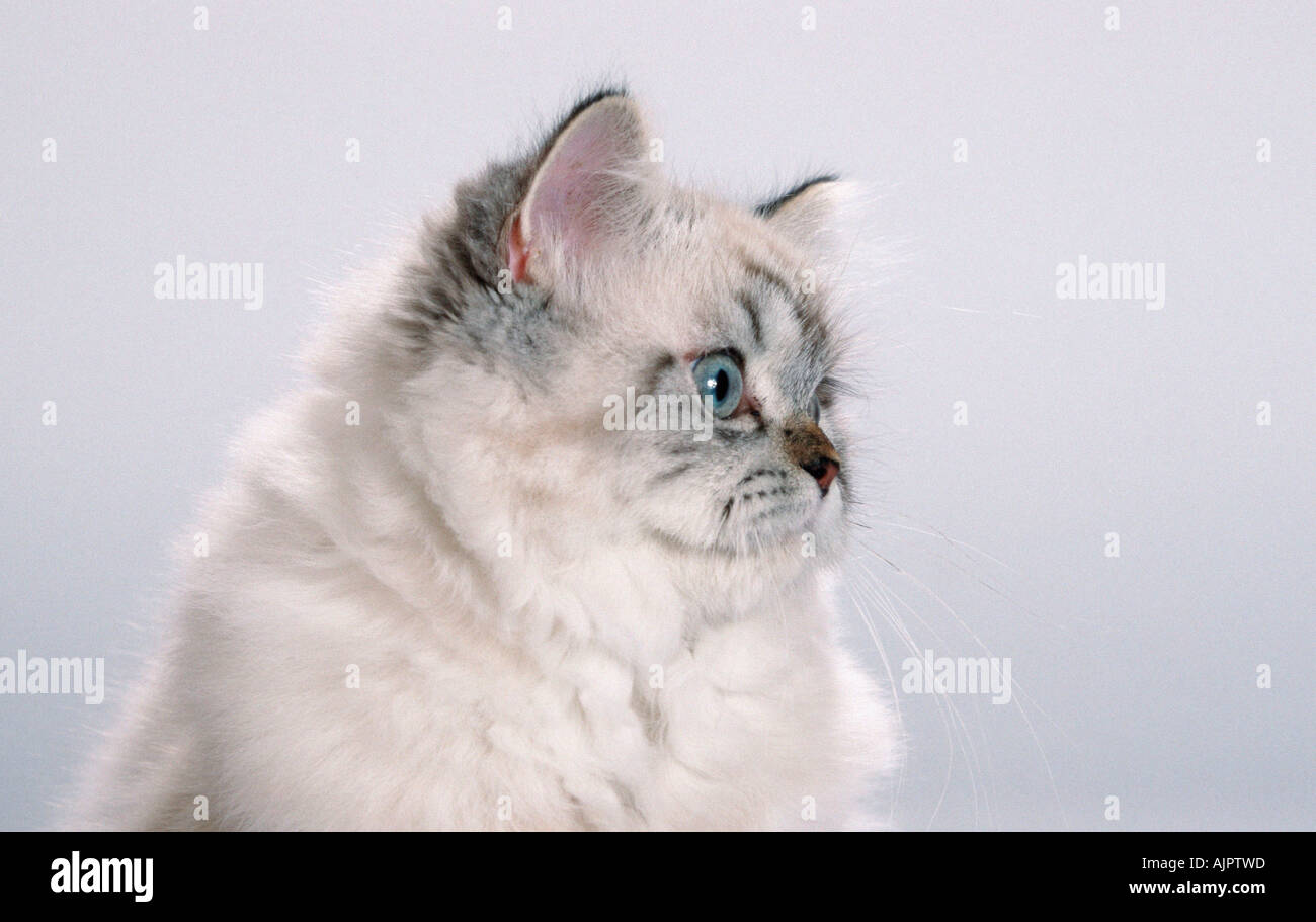 Tabby point persian hi-res stock photography and images - Alamy