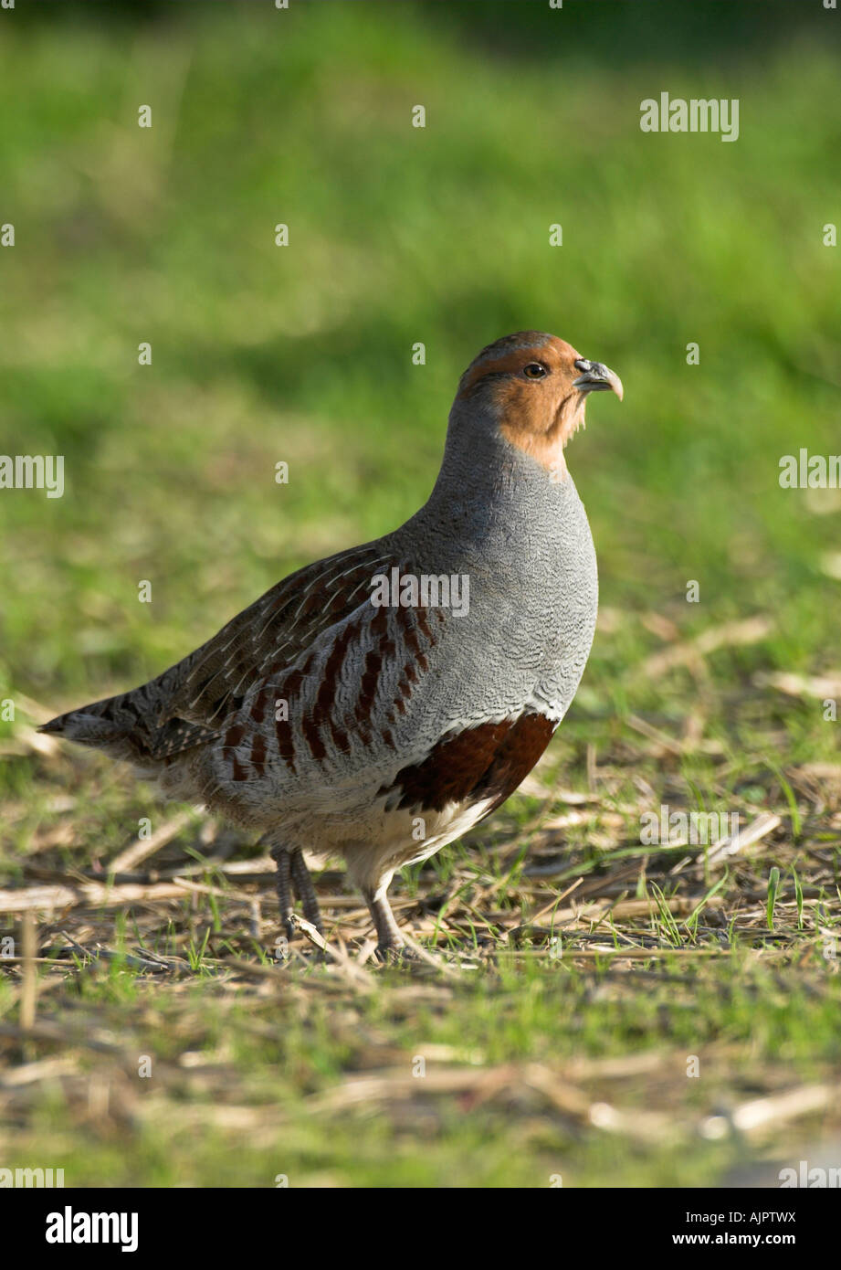 English Partridge. Perdix perdix Stock Photo - Alamy
