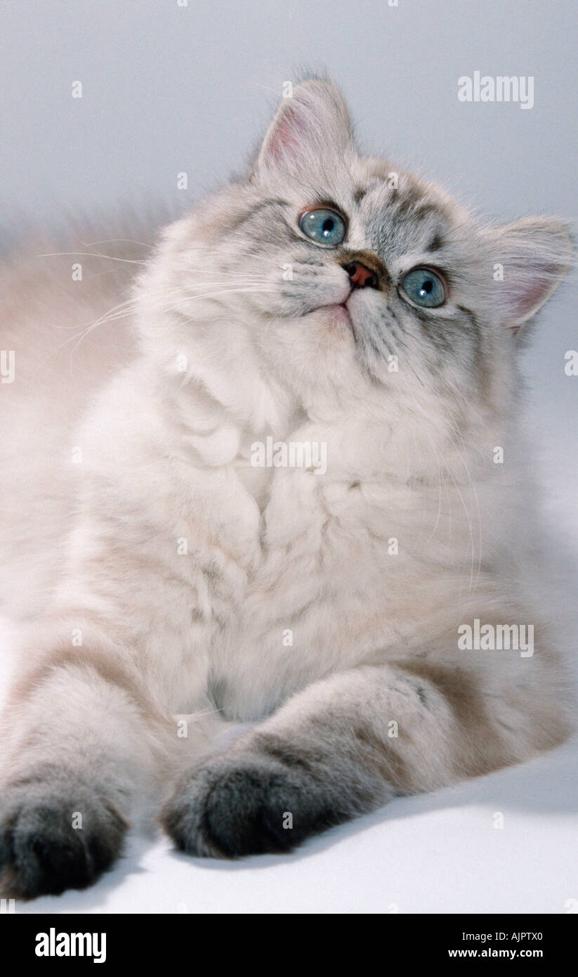 Colorpoint Persian Cat tabby point Stock Photo - Alamy