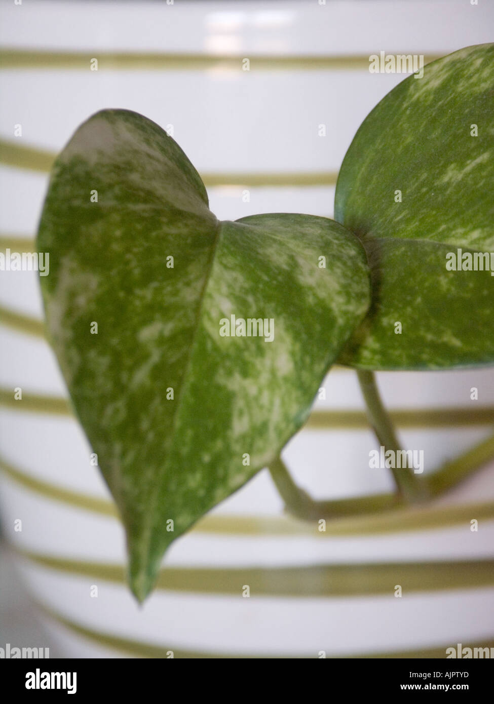 Pothos plant hi-res stock photography and images - Alamy
