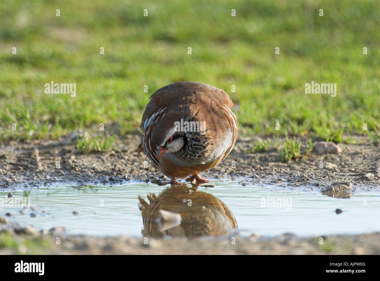 French partridge hi-res stock photography and images - Alamy
