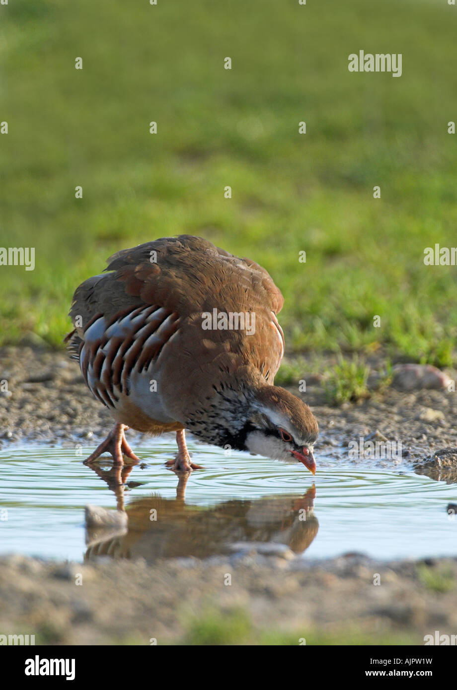 Red Legged Partridge drinking. (Alectoris rufa) French: Perdrix rouge ...