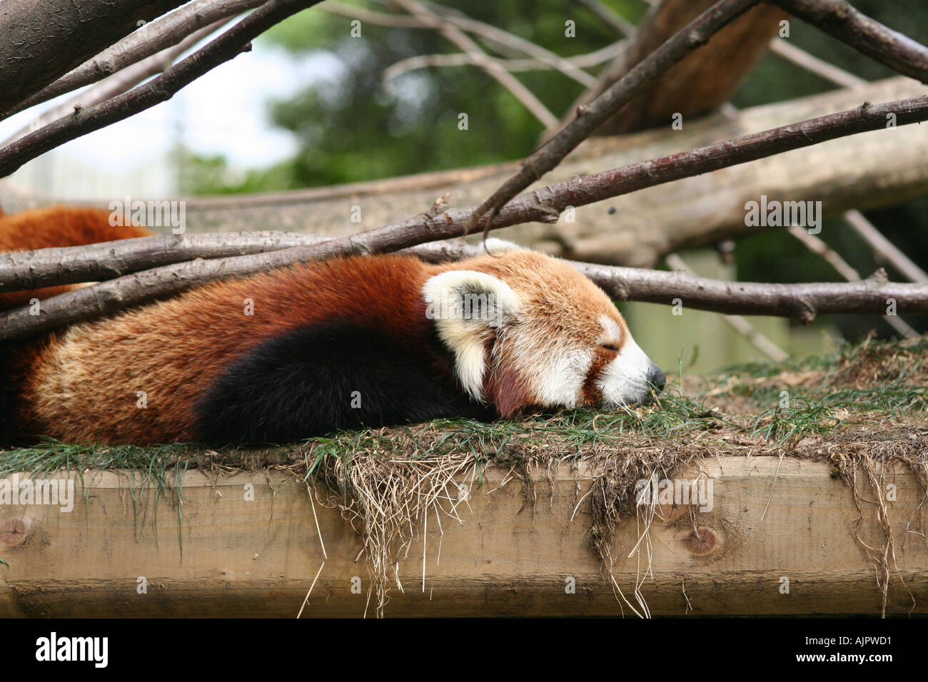 Red Panda sleeping Stock Photo - Alamy