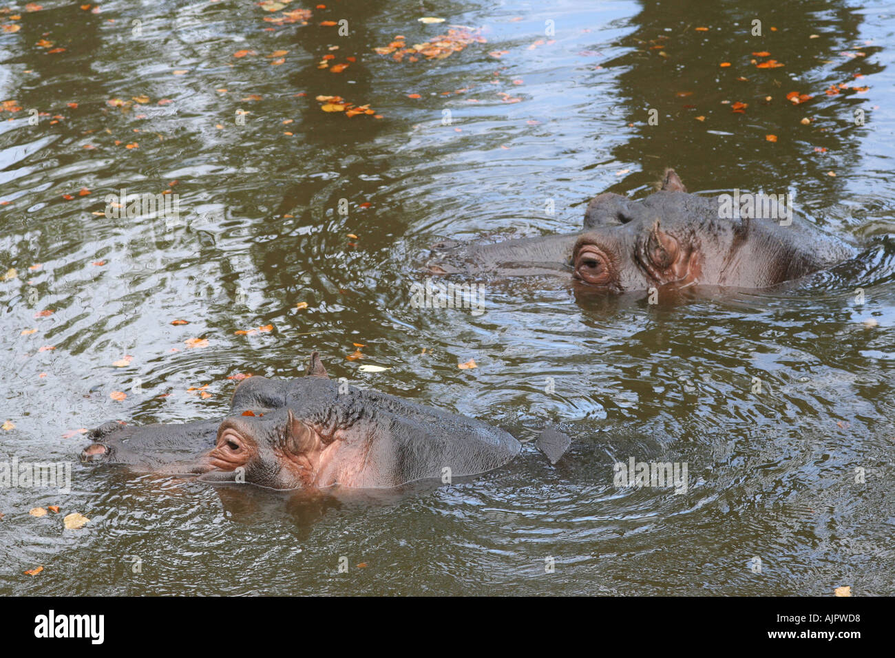 hippos in water Stock Photo - Alamy