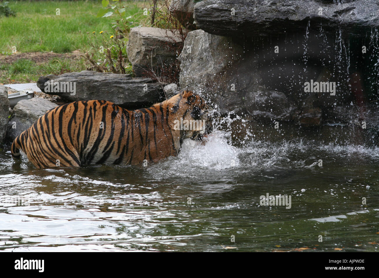 Sumatran tiger in water hi-res stock photography and images - Alamy