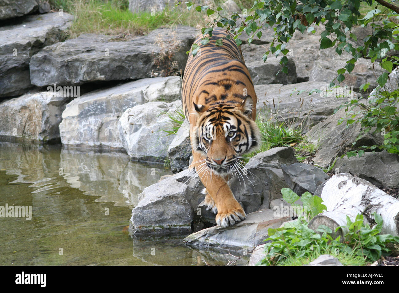 Tiger sumatran rainforest hi-res stock photography and images - Alamy