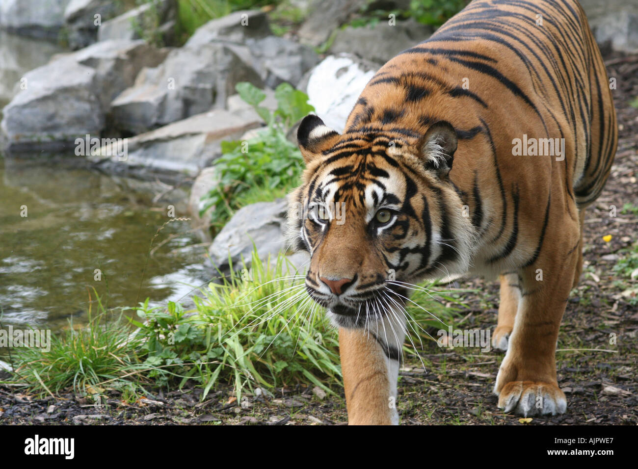Tiger sumatran rainforest hi-res stock photography and images - Alamy
