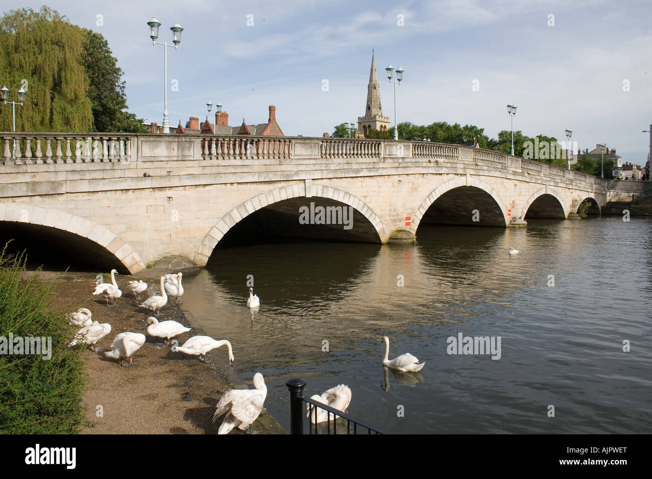 town bridge bedford with swans Stock Photo - Alamy