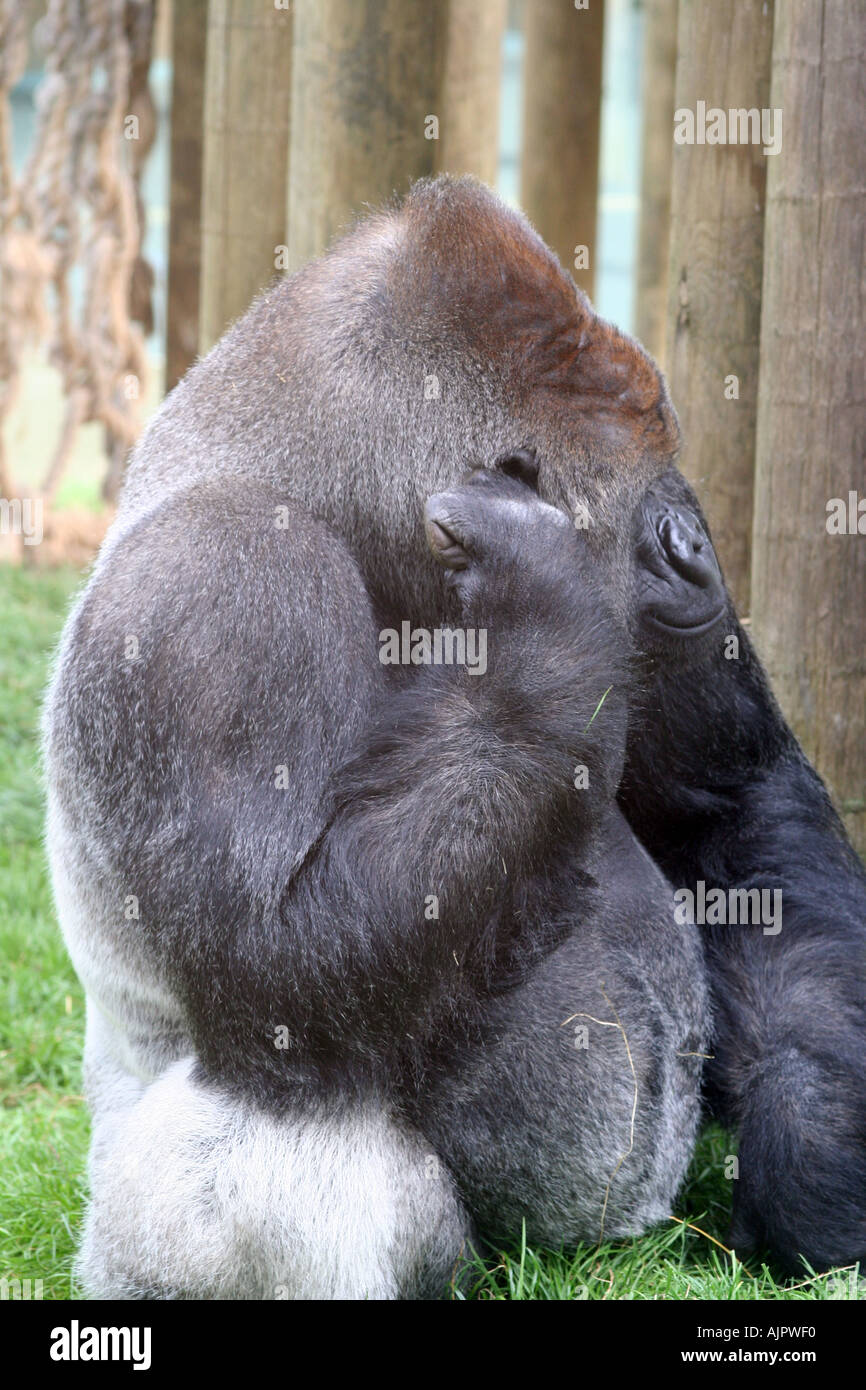 Western Lowland Gorilla silverback Stock Photo - Alamy