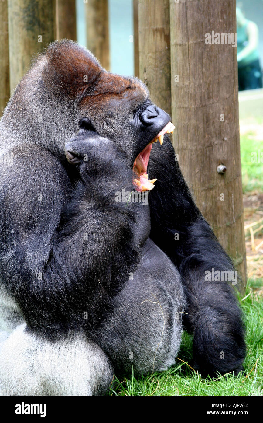 Western Lowland Gorilla silverback Stock Photo - Alamy