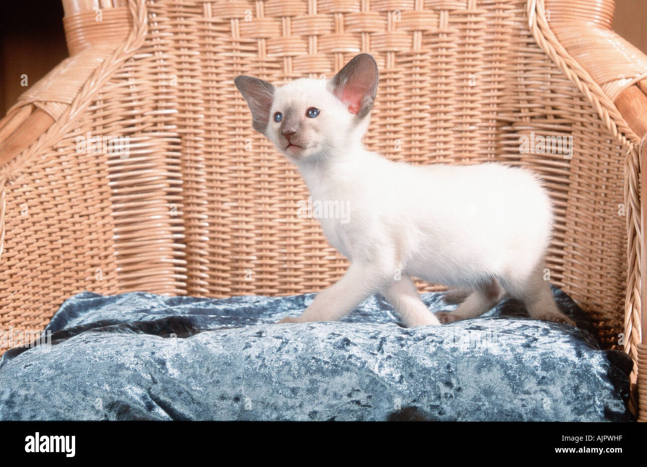 Siamese Cat kitten 7 weeks Stock Photo - Alamy