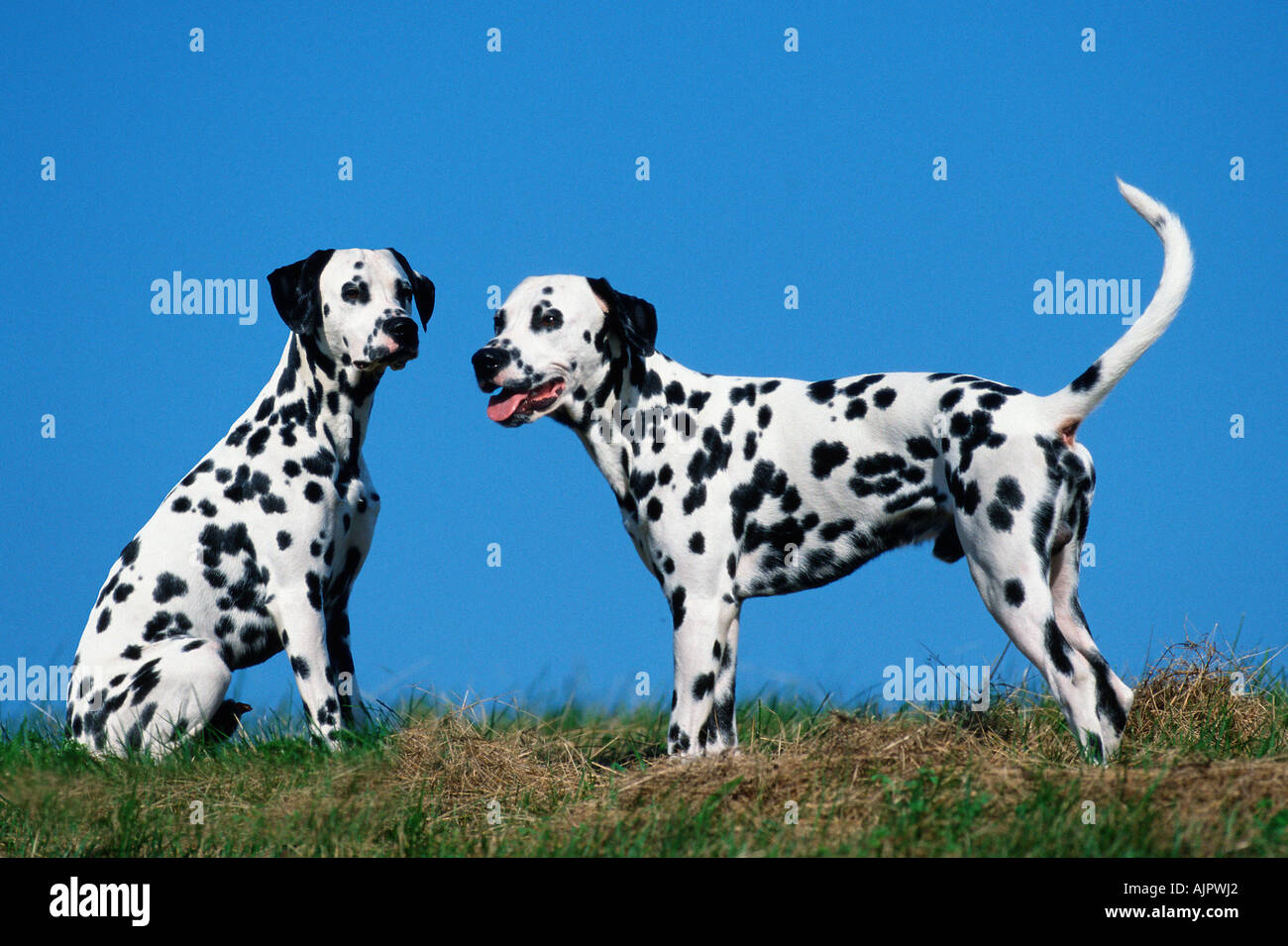 Dalmatians hi-res stock photography and images - Alamy