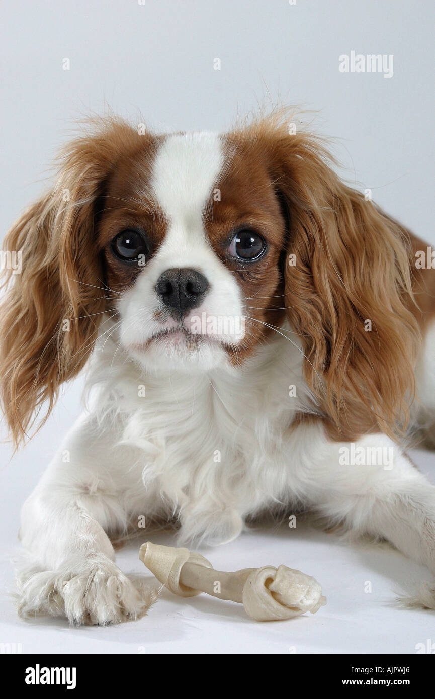Cavalier King Charles Spaniel Blenheim with rawhide bone Stock Photo ...