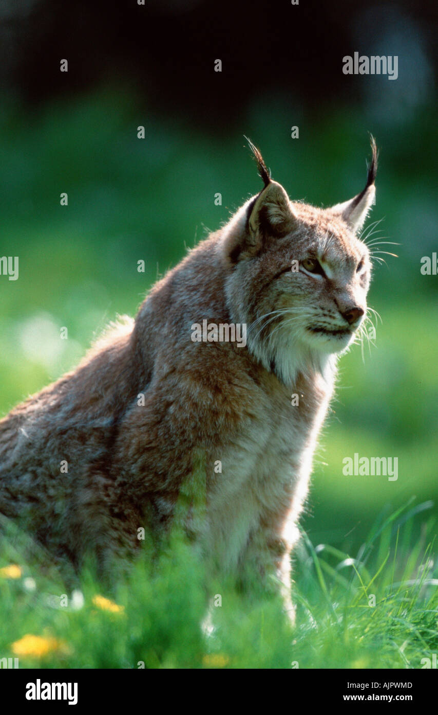 European Lynx Lynx lynx Stock Photo - Alamy