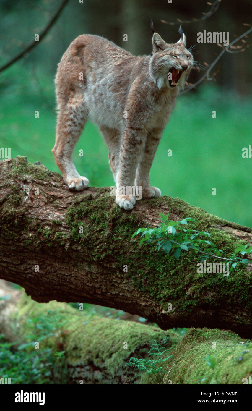 European Lynx Lynx lynx Stock Photo - Alamy