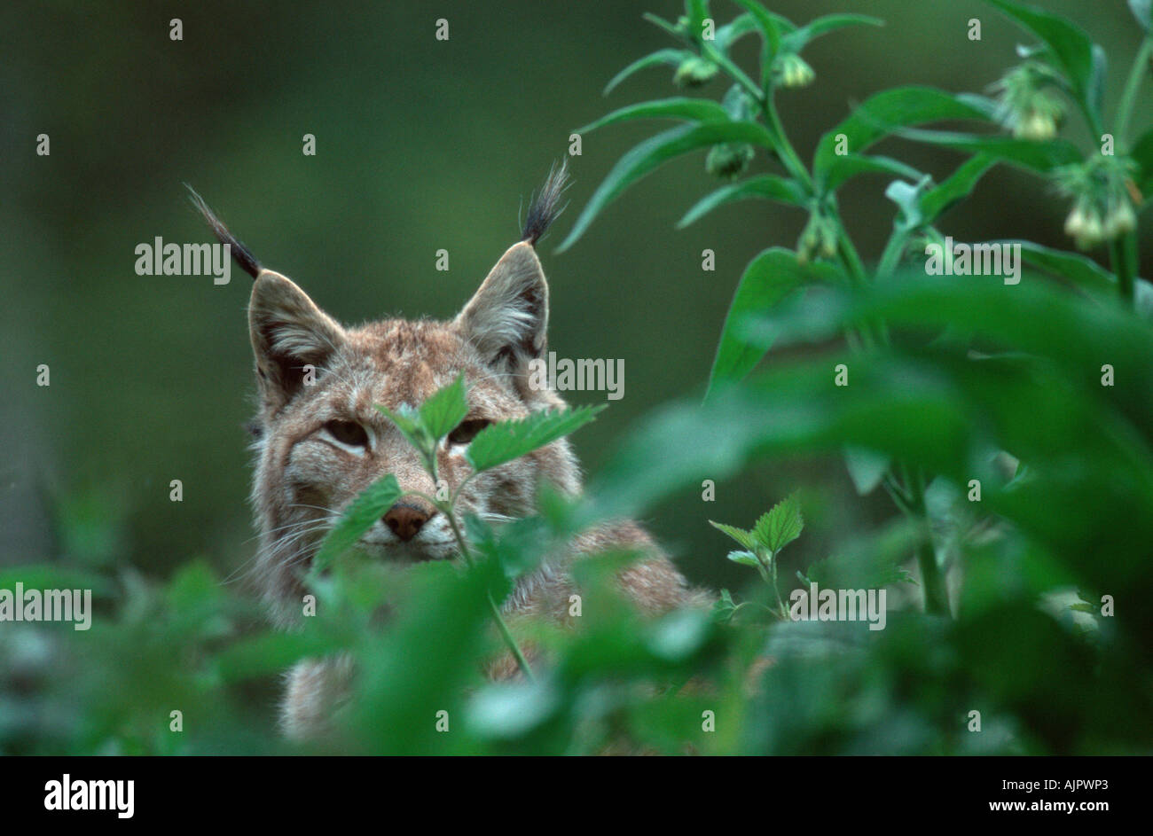 European Lynx Lynx lynx Stock Photo - Alamy