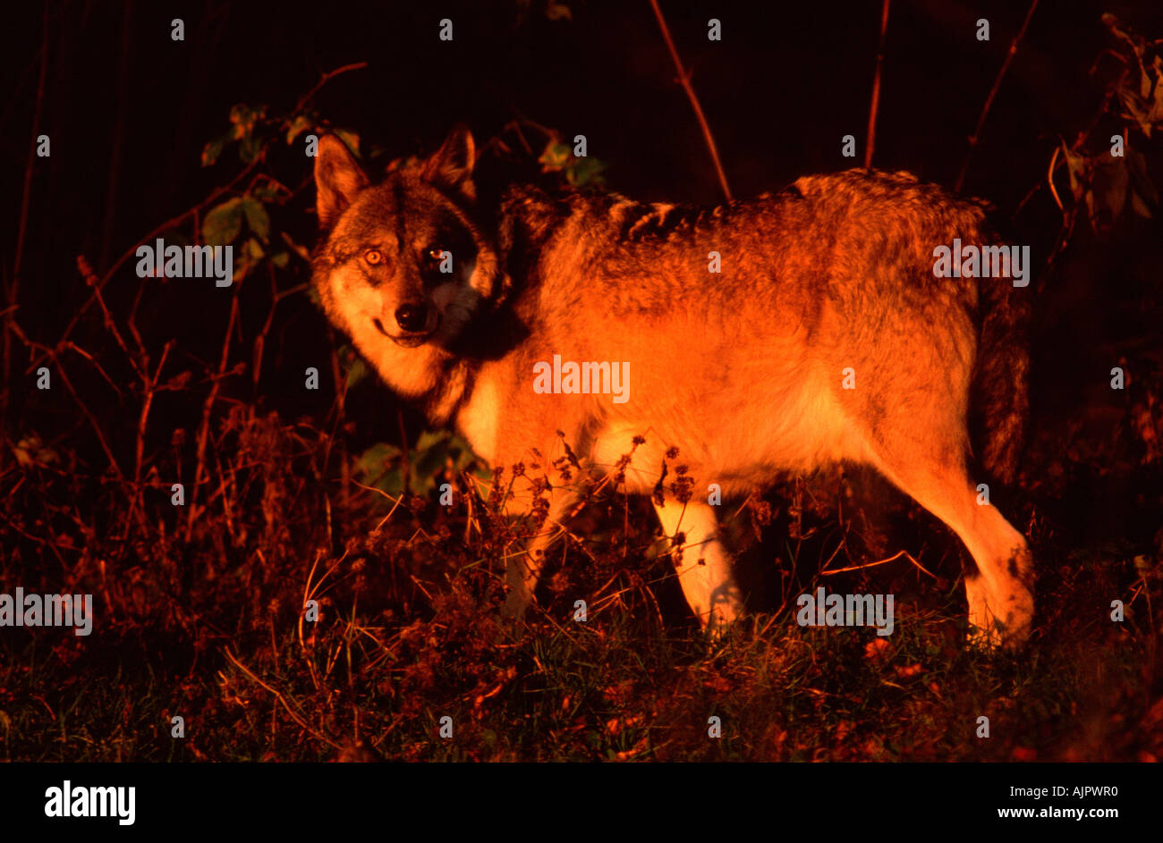 Wolf in evening light Canis lupus side Stock Photo - Alamy