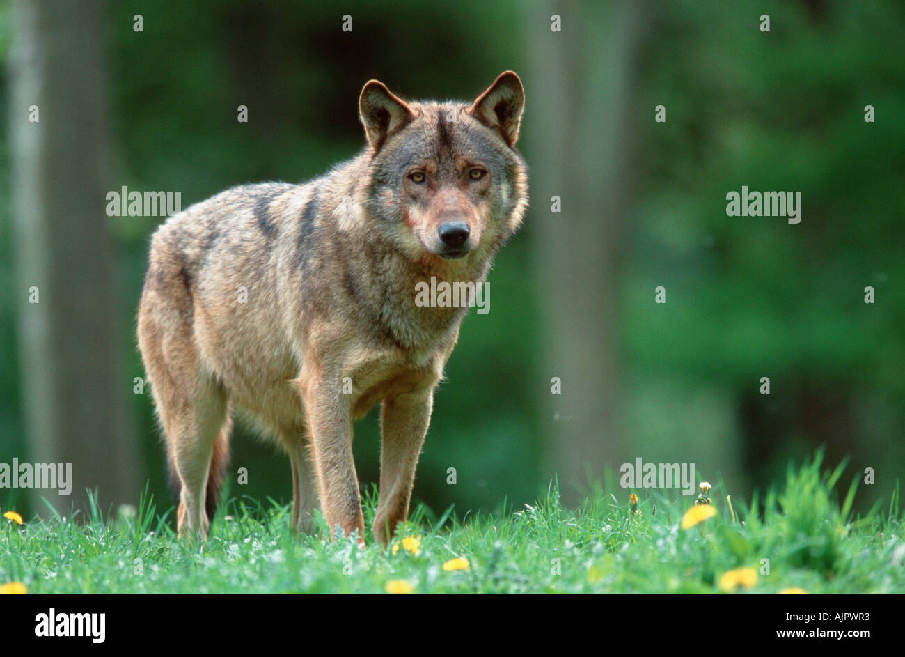 Wolf Canis lupus Stock Photo - Alamy