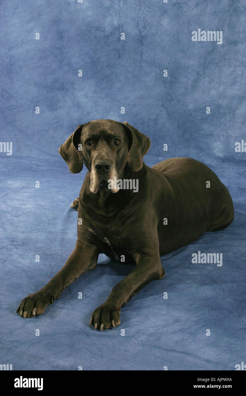 Somatic Mutation Dog