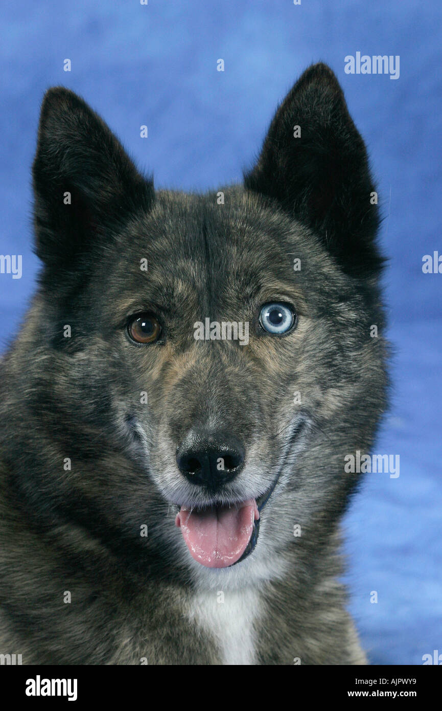 Mixed Breed Dog odd eyed Stock Photo - Alamy