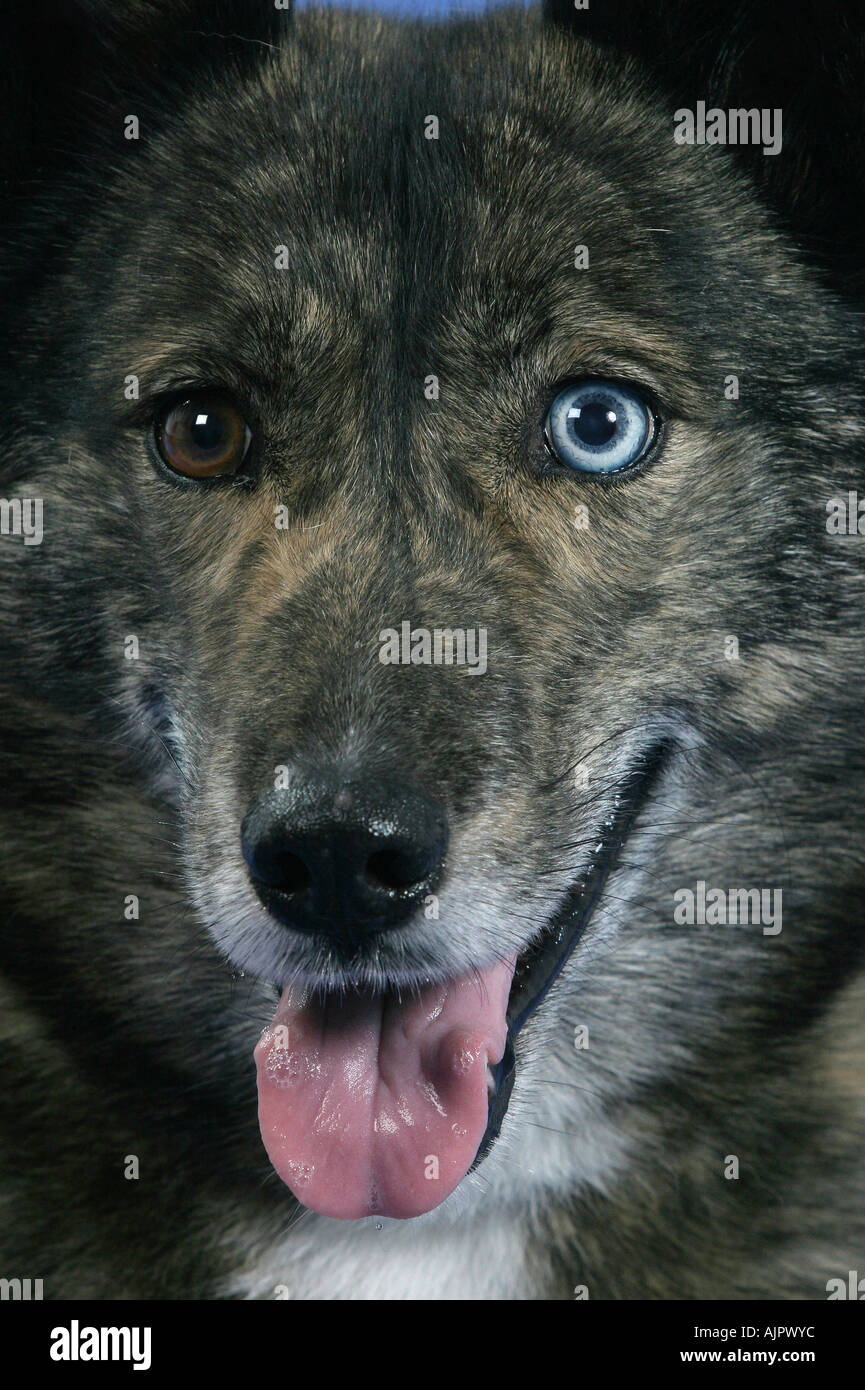 Mixed Breed Dog odd eyed Stock Photo - Alamy