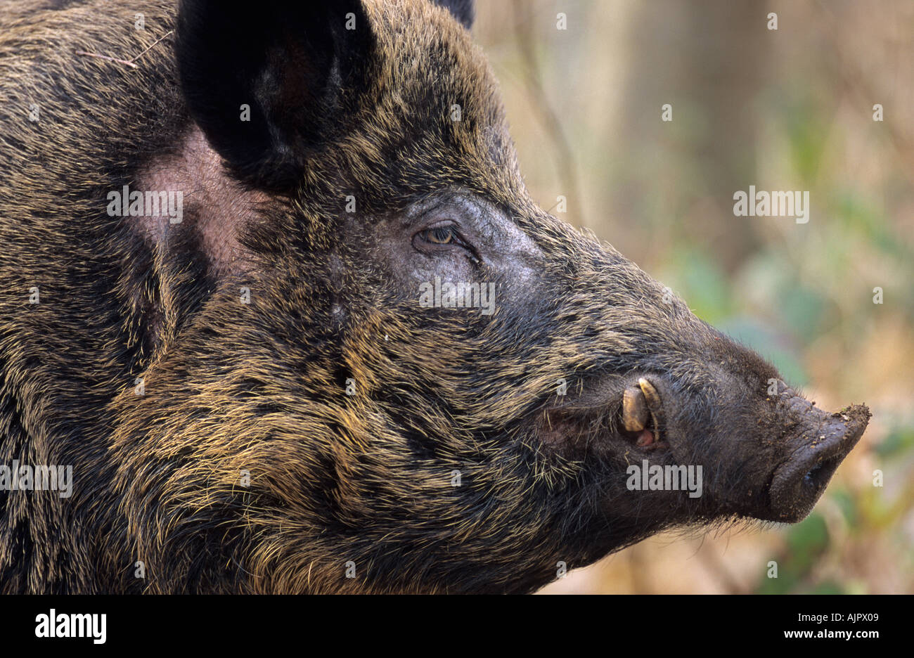 Eurasian wild boar hi-res stock photography and images - Alamy