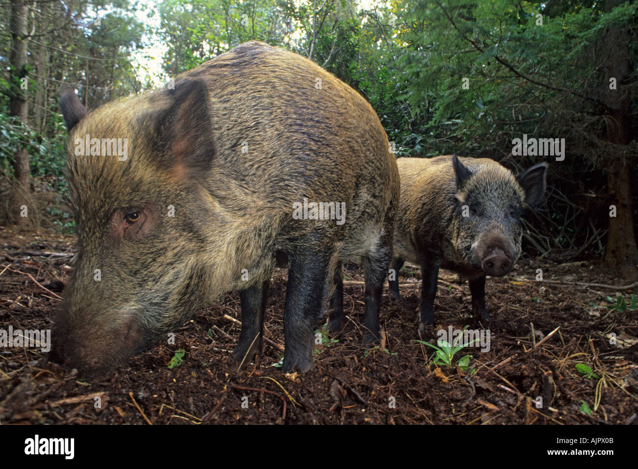 Eurasian wild boar hi-res stock photography and images - Alamy