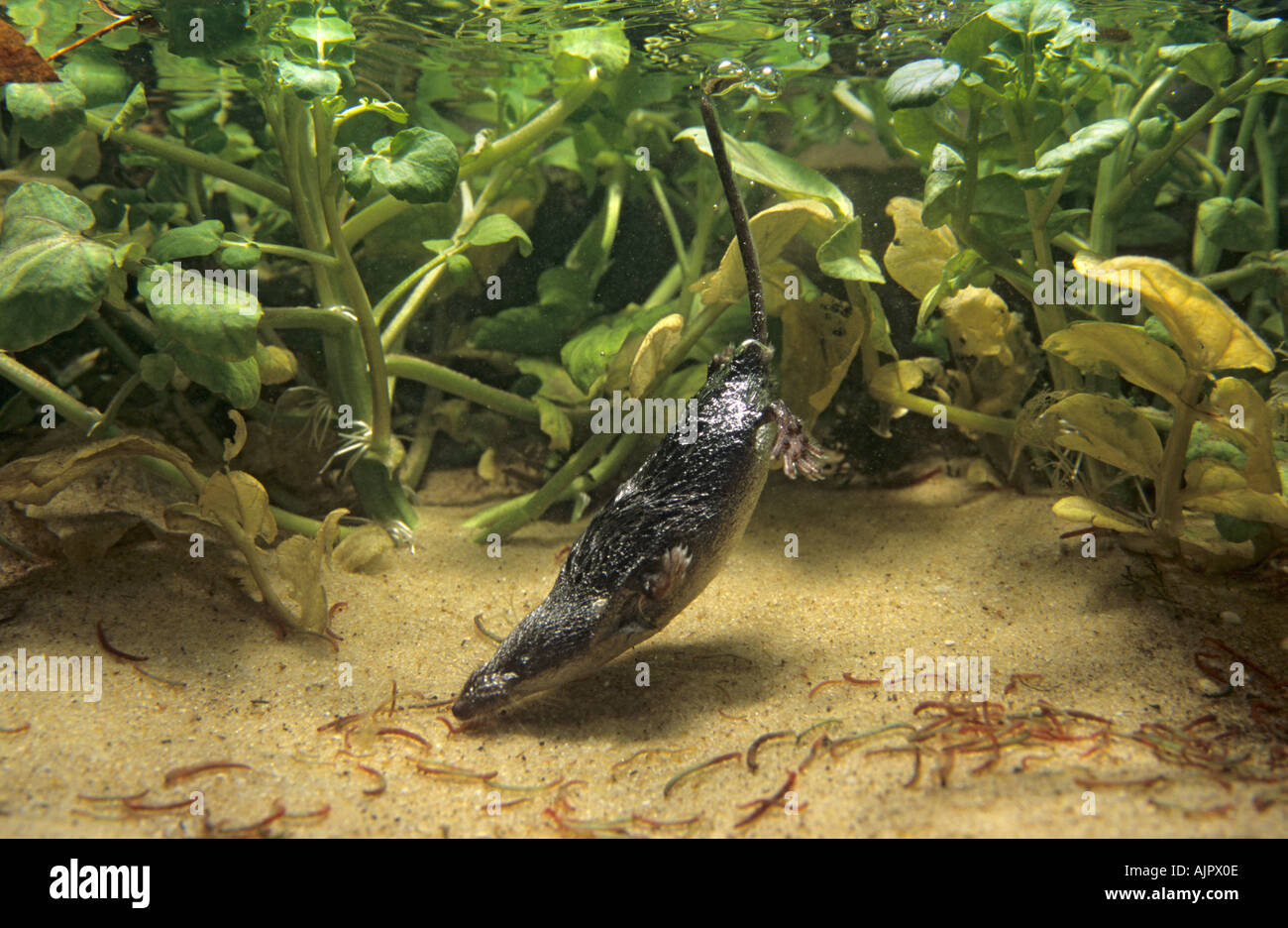 Water shrew underwater hi-res stock photography and images - Alamy