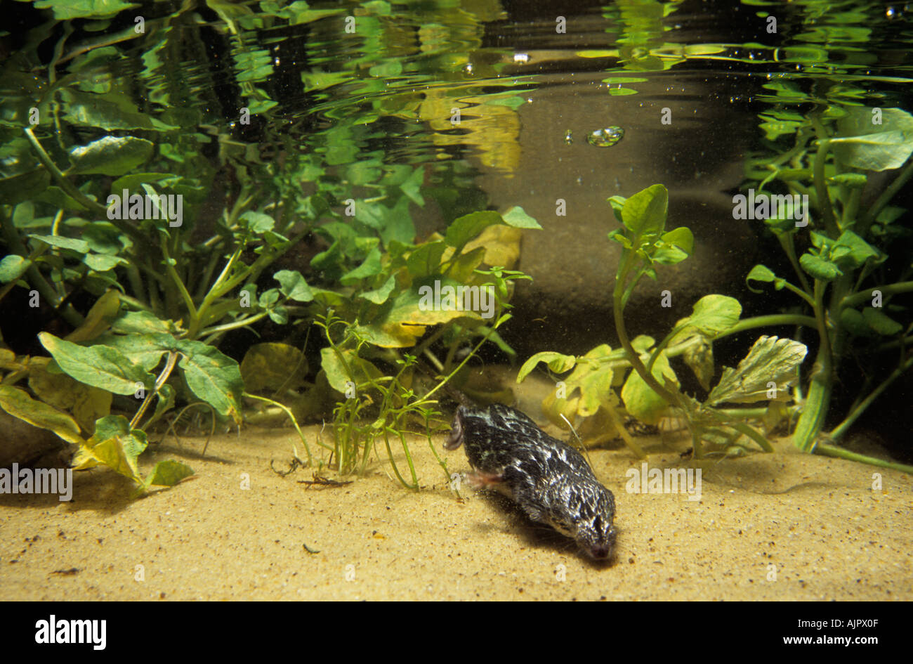 European Water Shrew (Neomys fodiens) , Captive Stock Photo - Alamy