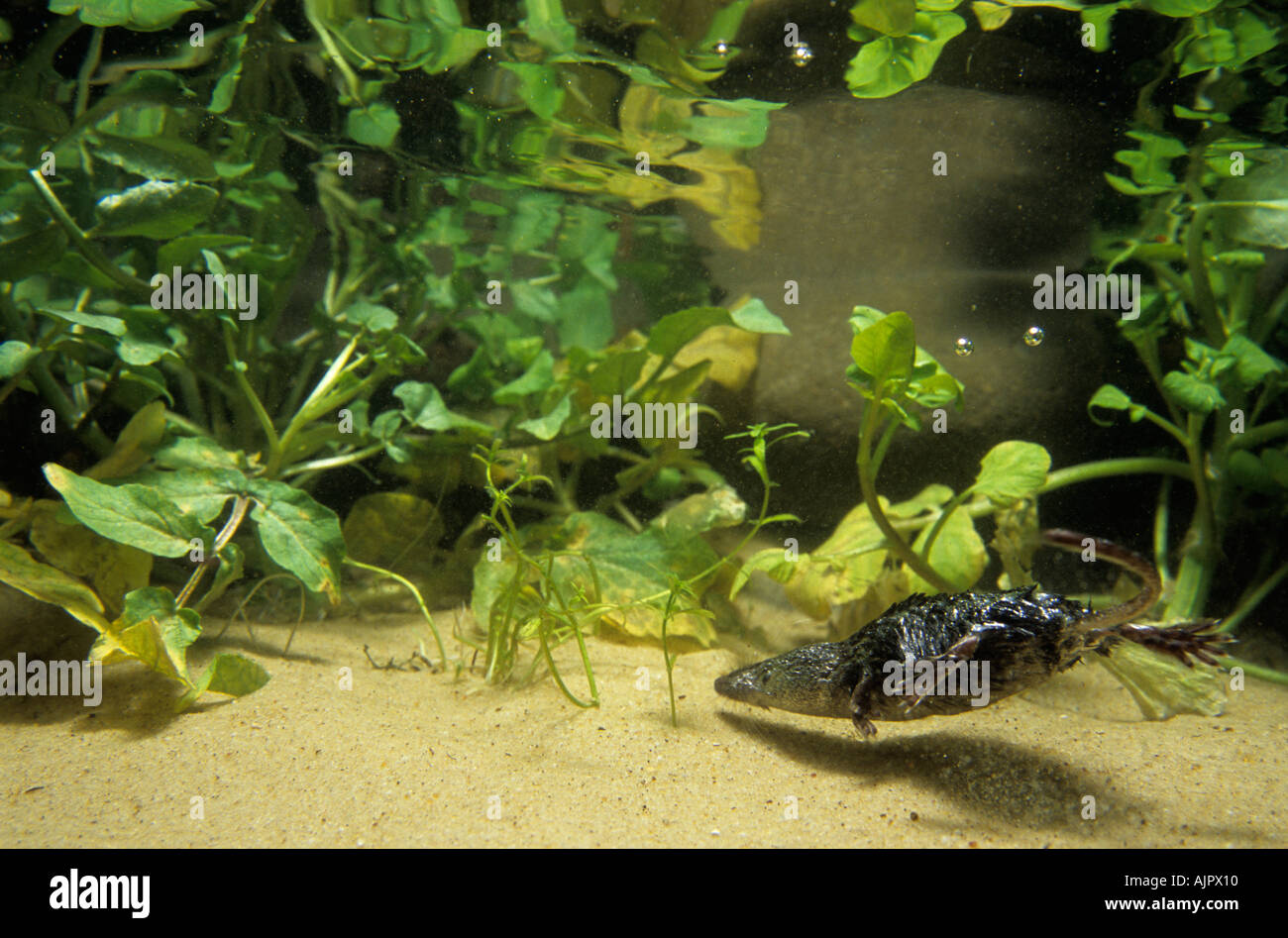 Water shrew underwater hi-res stock photography and images - Alamy